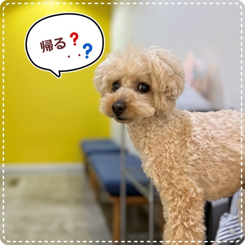 T.プードル Coconut・再検査Ⅱ | Cherie*note