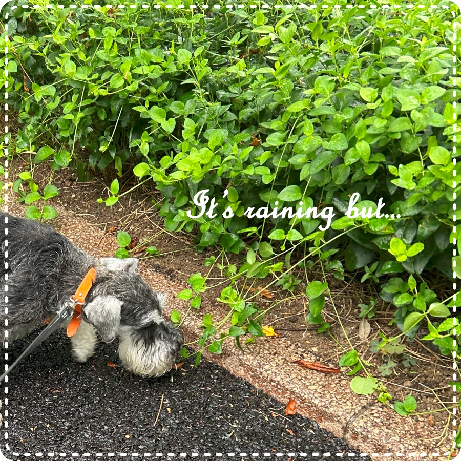 台風が来るよー！ | Cherie*note