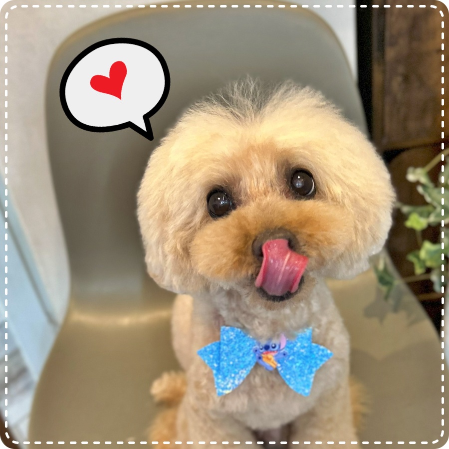 トリミング・色々考えるお年頃 | Cherie*note